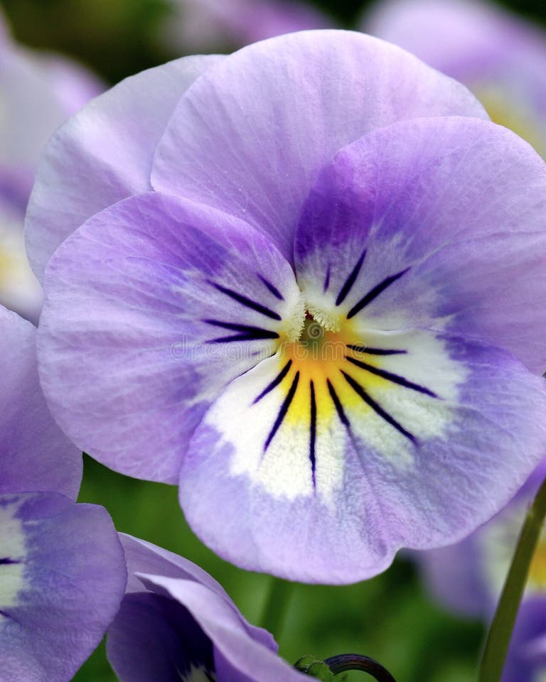 3,981 Viola One Stock Photos - Free & Royalty-Free Stock Photos from ...