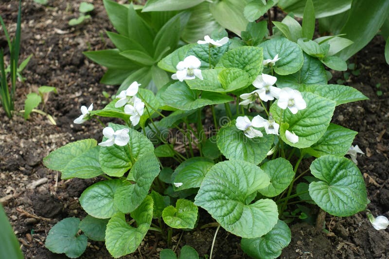 Viola Sororia in Bloom in May Stock Photo - Image of meadow, leaf ...