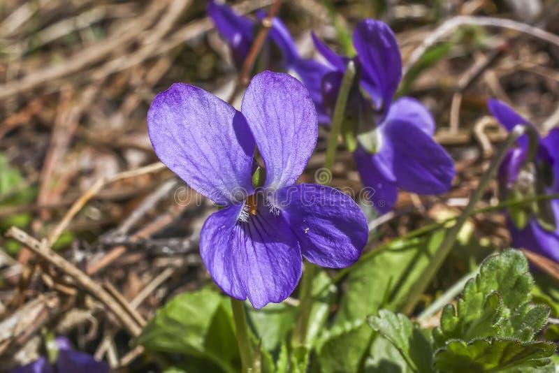 Viola sororia flower stock image. Image of botany, macro - 53904219