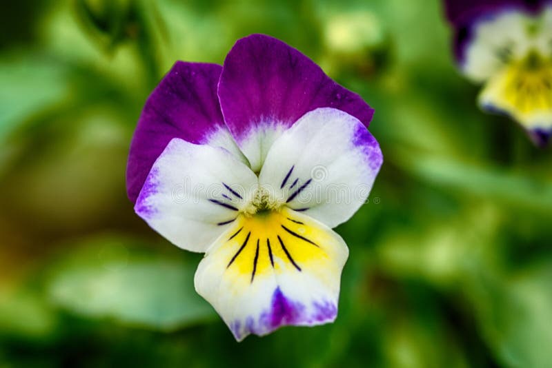 Viola with tree colors stock image. Image of instrument - 96783265