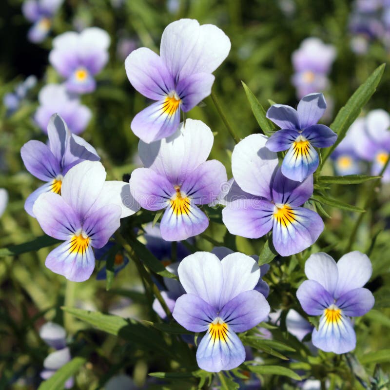 Flor Tricolor Da Viola Viola Cultivado Em Casa Tricolor Imagem de Stock ...