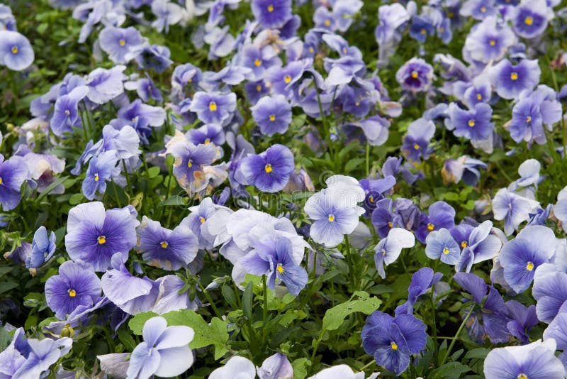 Viola tricolor stock image. Image of violet, field, tricolor - 32622693