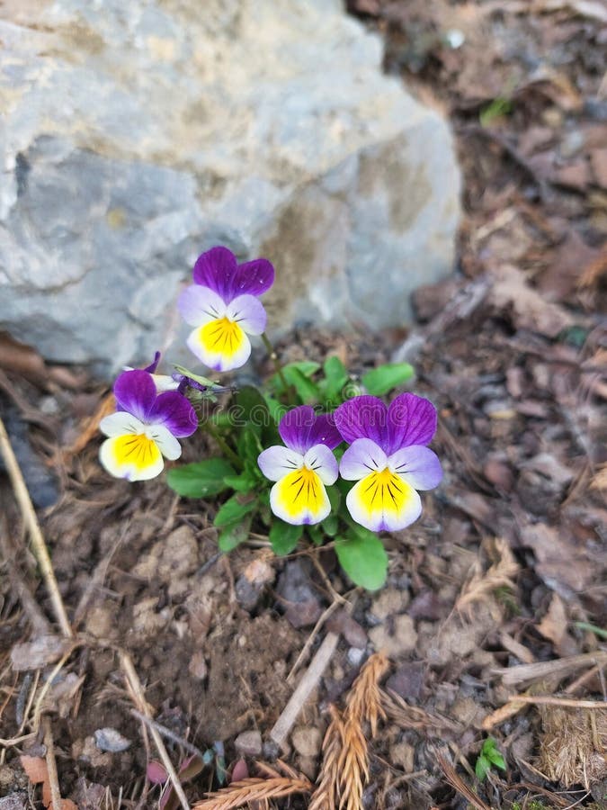 Viola Tricolor is Blooming in Garden at Spring Stock Photo - Image of ...
