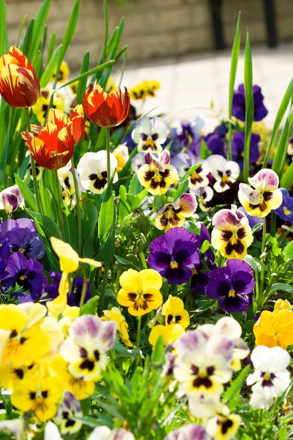 VIOLA TRICOLOR CATS stock image. Image of easter, leaf - 19577285