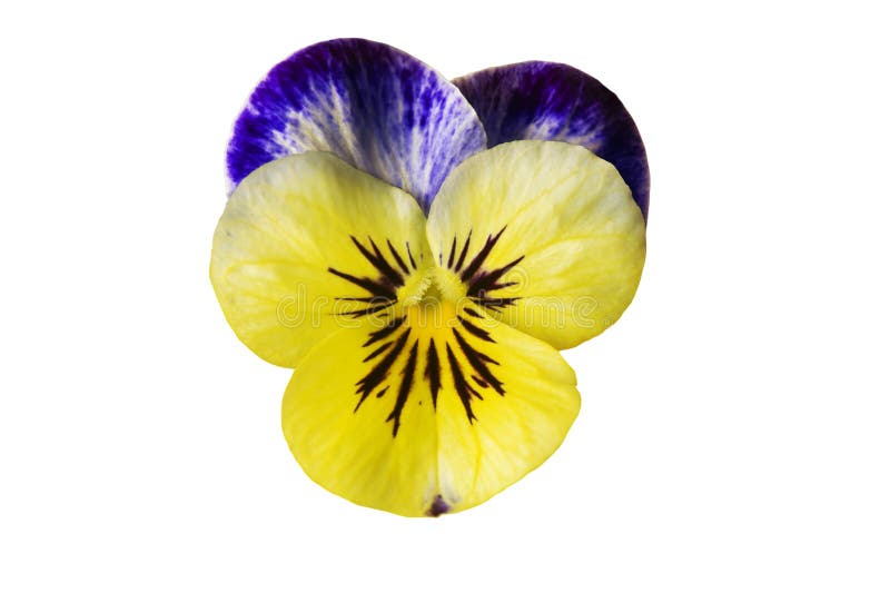 Viola Tricolor Flower Isolated on White Background Stock Photo - Image ...
