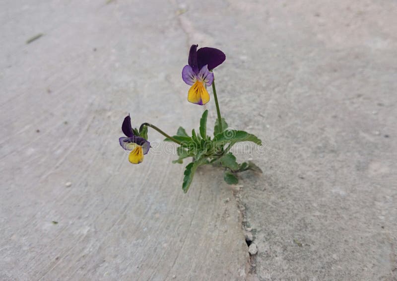 2,000 Flower Growing Crack Image Stock Photos - Free & Royalty-Free ...