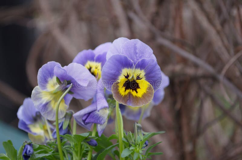 Viola Tricolor on Natural Background Stock Photo - Image of floral ...