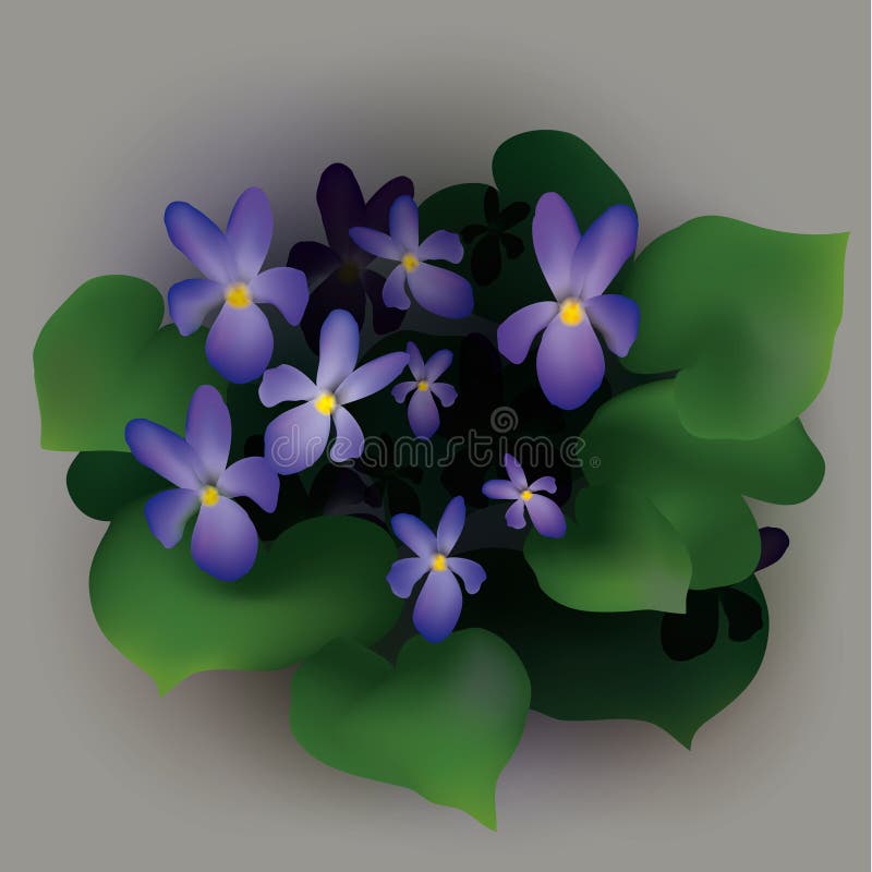 Viola stock vector. Illustration of field, fragrant, dark - 30467397