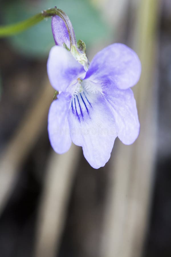 Viola (Viola Odorata) Flower Stock Photo - Image of background, single ...