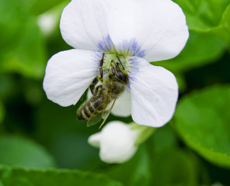 Viola white stock photo. Image of plan, petal, tricolor - 44145676