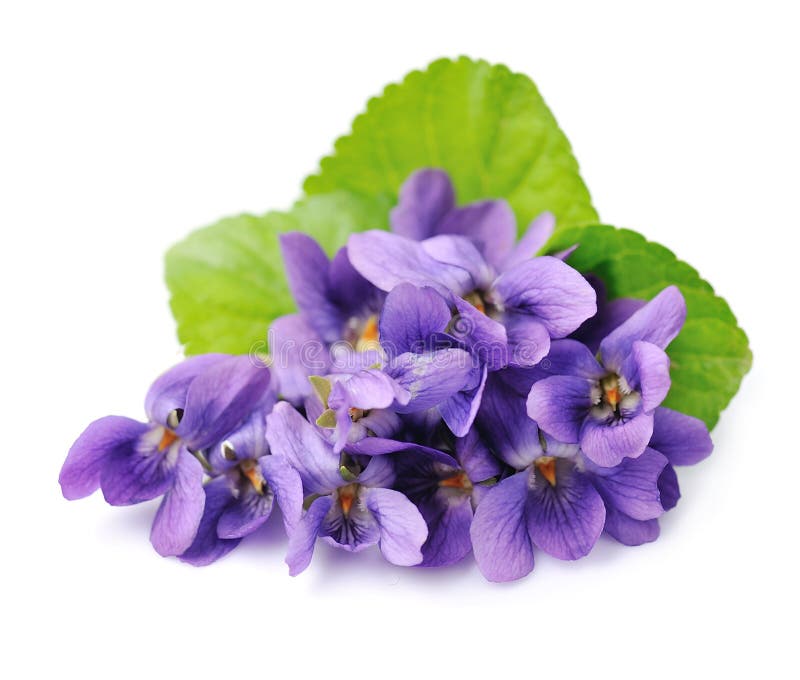 Viola wild flower stock photo. Image of decor, leaves - 217827780