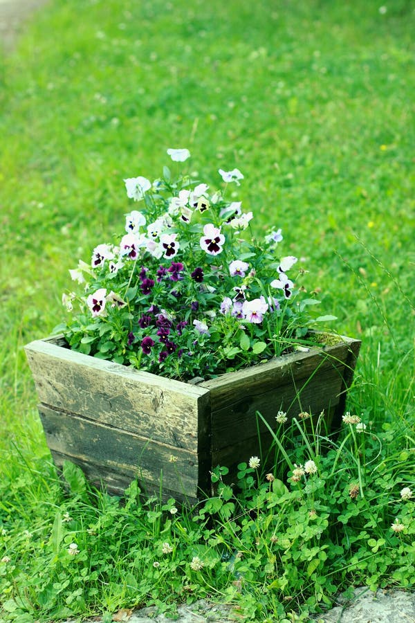 Viola in wooden pot stock photo. Image of garden, plant - 25937916