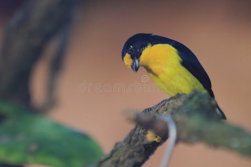 Violaceous euphonia stock image. Image of bird, violaceous - 296149613