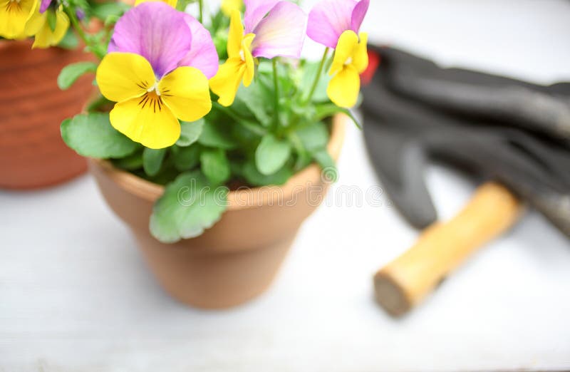 Violas in the flower pot stock photo. Image of purple - 133960440