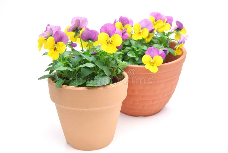 Violas stock image. Image of winter, garden, leaf, nature - 69890561