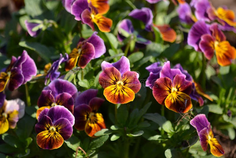 153 Orange Violas Stock Photos - Free & Royalty-Free Stock Photos from ...