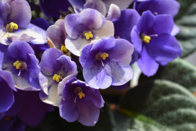 Violet Saintpaulias Fiorisce in Un Vaso Marrone, Conosciuto Comunemente ...