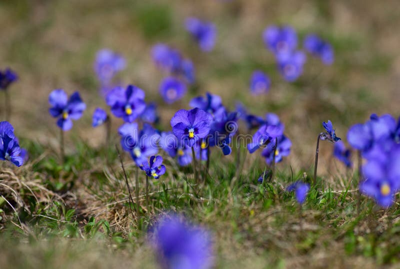 Viole viola immagine stock. Immagine di germoglio, giardino - 29547255