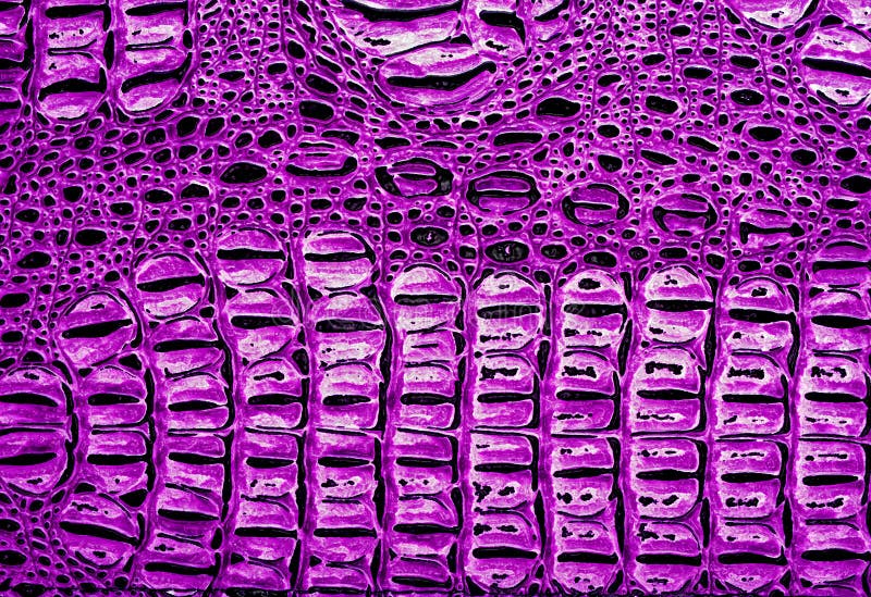 Violet Alligator Patterned Background Stock Photo - Image of pattern ...
