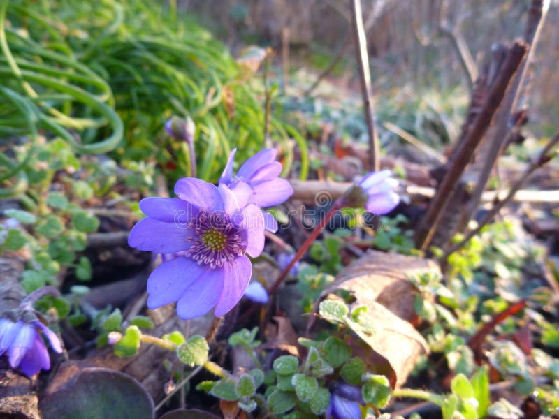 Violet Anemone Hepatica Flower in the Spring Stock Photo - Image of ...