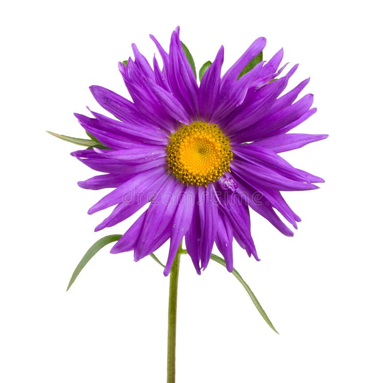Violet-white Aster Isolated Stock Image - Image of botany, blossom ...