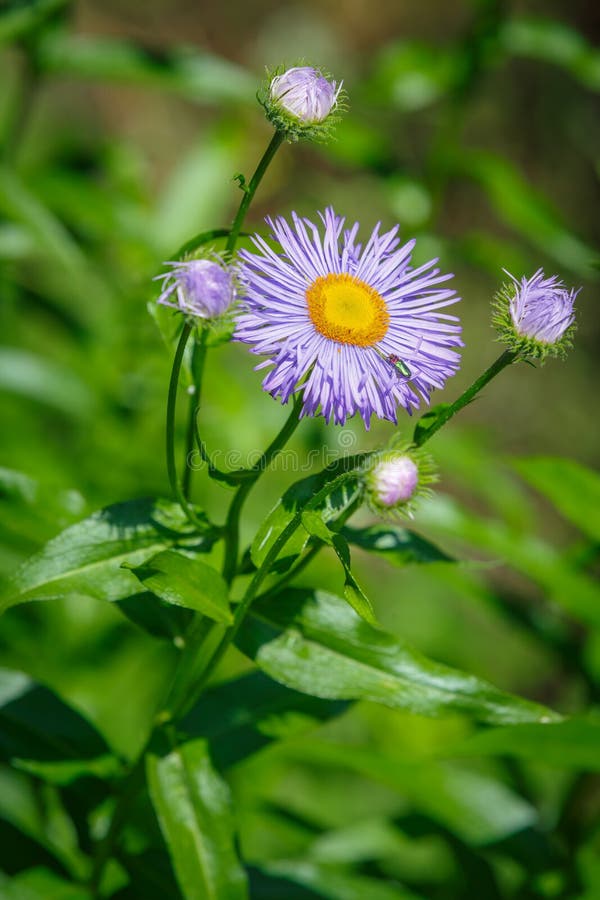 Violet Aster Flower Growing in the Garden Stock Image - Image of close ...