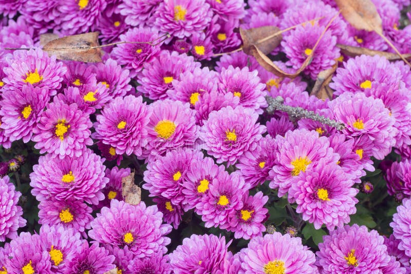 Violet aster flowers stock photo. Image of closeup, detail - 128709172