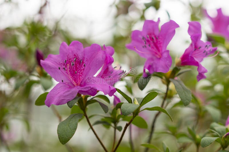 Violet Azalea, Concept of Landscaping, Bush of Blooming Azalea ...