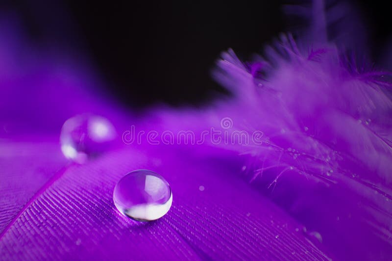 A Beautiful Abstract Violet Background with Two Dew Drops on Feather ...