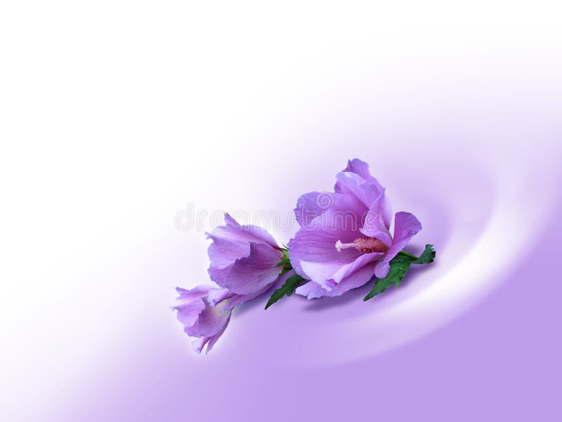 Violet background_flowers stock illustration. Illustration of abstract ...