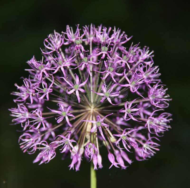 Violet ball stock image. Image of garden, springtime - 29401697