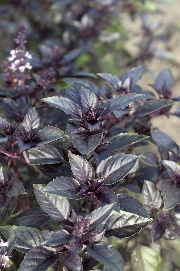 Thai Basil Savory Herb Flowering in the Garden Stock Image - Image of ...
