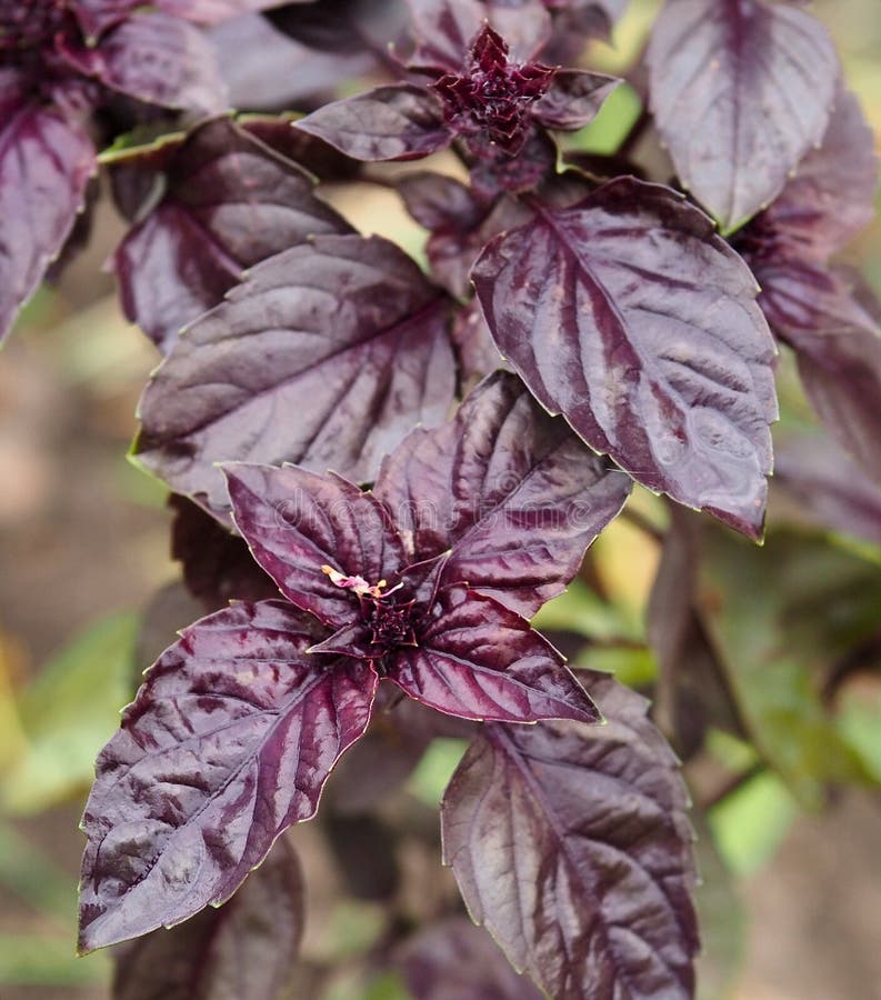 Violet Basil Foliage Close Up Stock Photo - Image of botany, ingredient ...