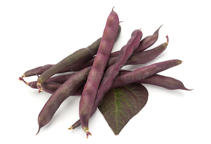 Violet bean on white stock image. Image of healthy, colorful - 76404811