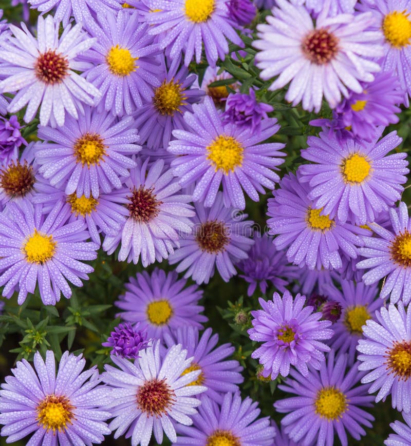 Violet Beautiful Aster Blooming in the Garden Stock Photo - Image of ...