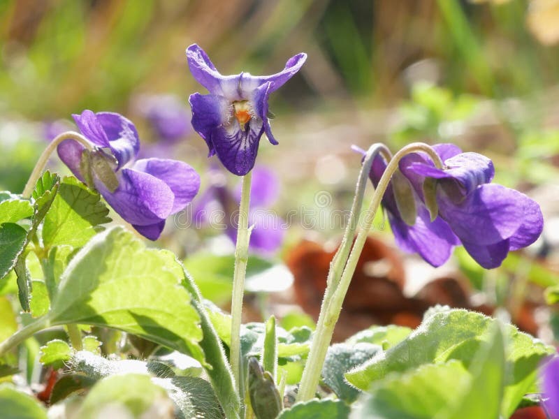Violet. Beautiful Purple Spring Flower in Soft Forest Light Stock Image ...