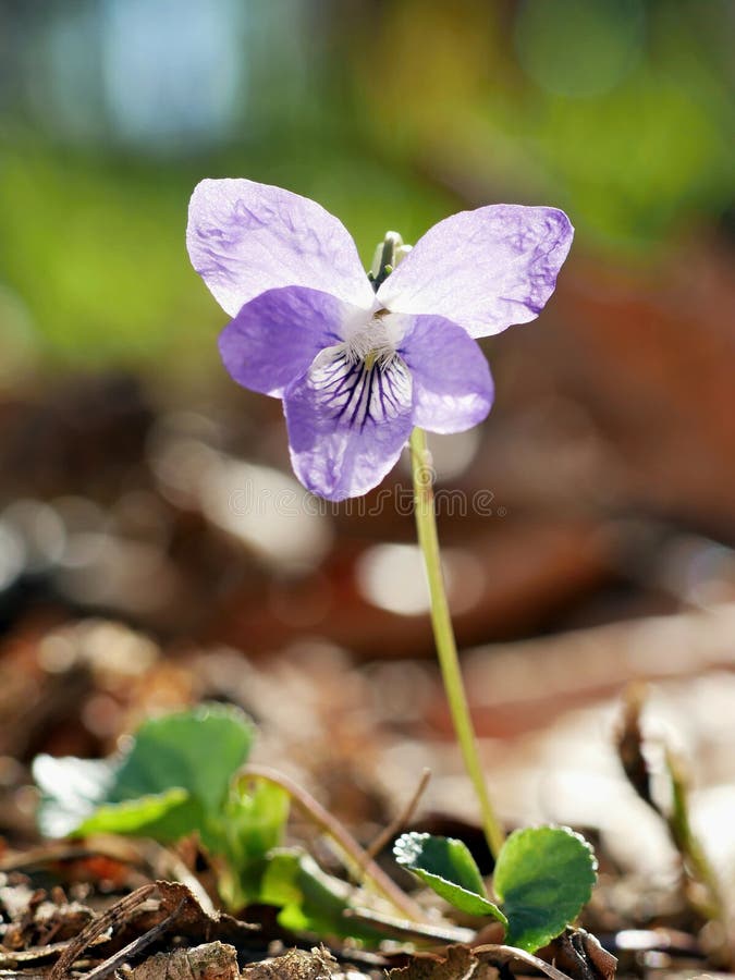 Violet. Beautiful Purple Spring Flower in Soft Forest Light Stock Image ...