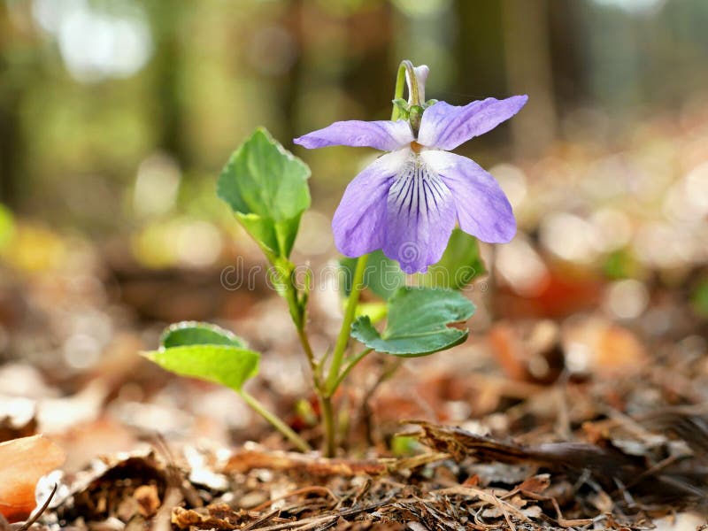 Violet. Beautiful Purple Spring Flower in Soft Forest Light Stock Image ...