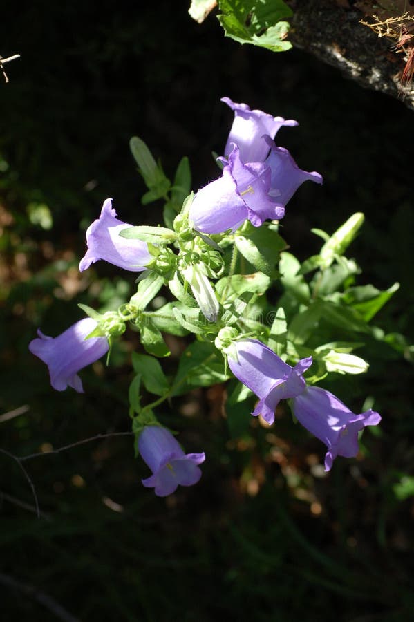 Violet Bell Shaped Decorative Bellflower Cluster, Possibly of Campanula ...