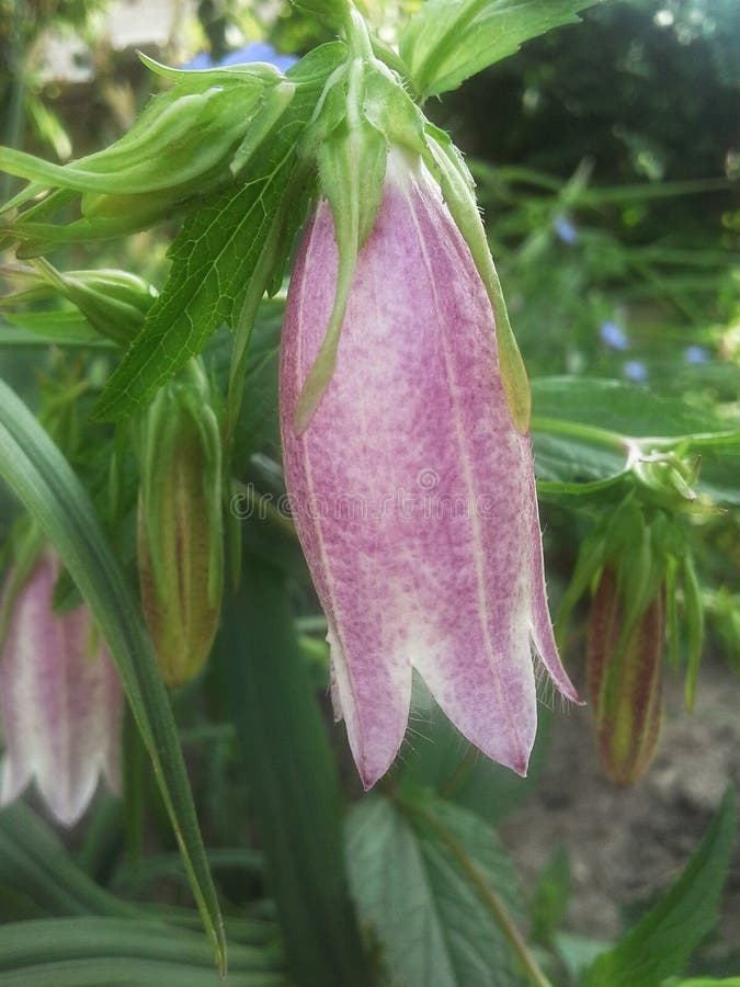 Violet bell flower stock image. Image of tenderness - 121860507