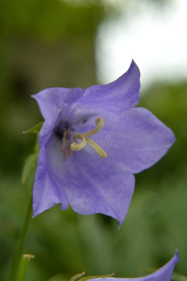 Violet Bell Shaped Decorative Bellflower Cluster, Possibly of Campanula ...
