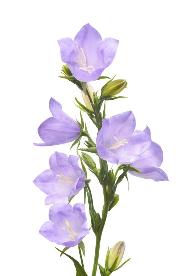 Violet Bell Flowers Isolated on White Background Stock Image - Image of ...