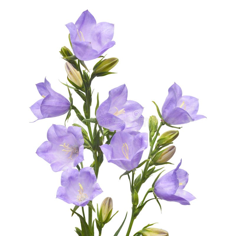 Violet Bell Flowers Isolated on White Background Stock Image - Image of ...