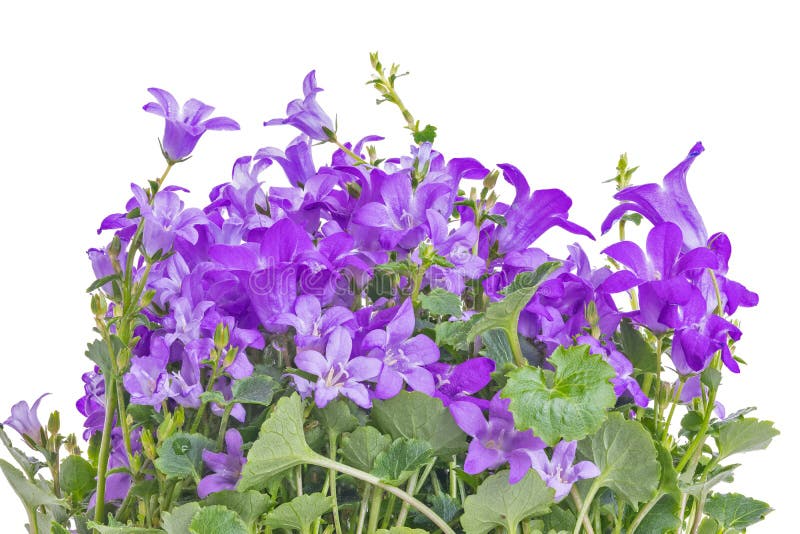 Violet Bellflowers Lush Bunch Isolated on White Stock Photo - Image of ...