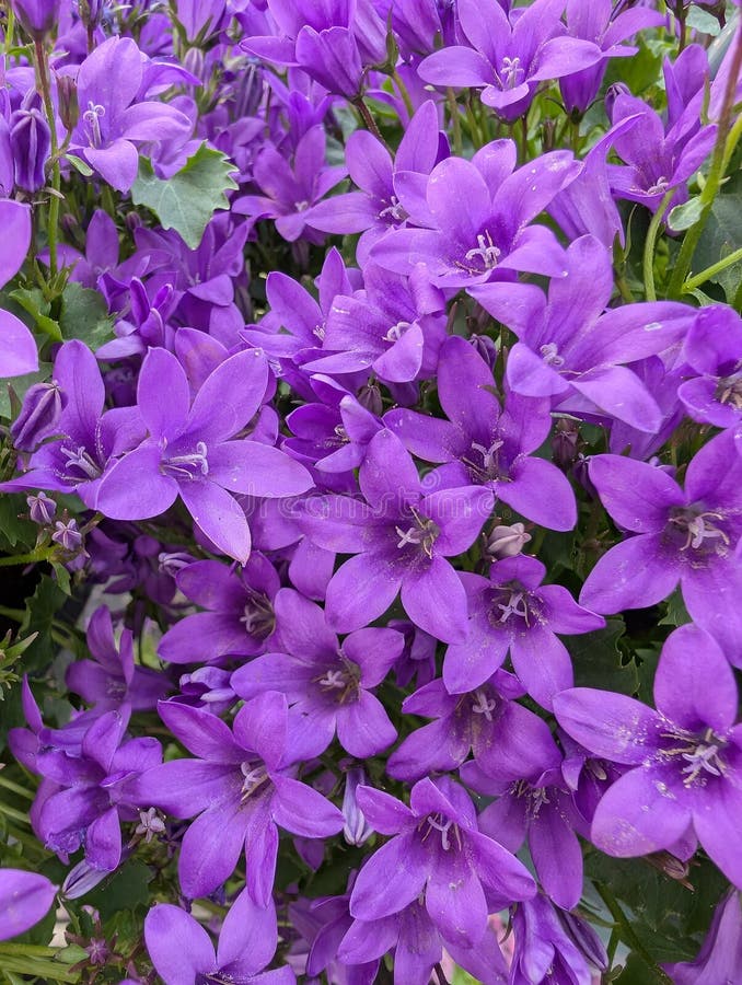 Violet bells flowers stock image. Image of garden, botany - 380843435
