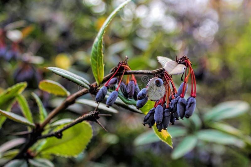 Violet berries stock photo. Image of organic, plant, nature - 65253236
