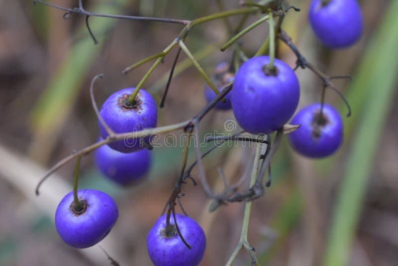 Violet Berry`s stock image. Image of macro, branch, tiny - 89277145