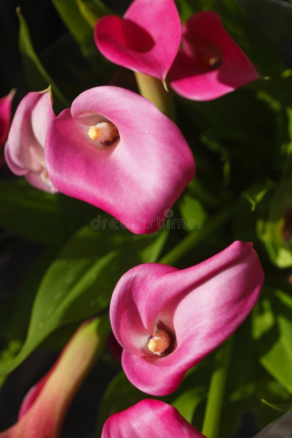 Calla lily flowers stock image. Image of lily, blossoming - 106331289