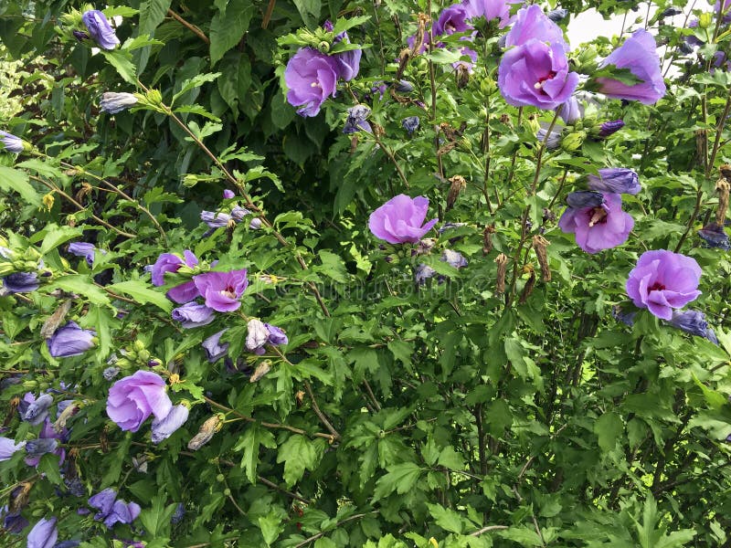 Violet hibiscus shrub stock image. Image of bloom, beauty - 100947789
