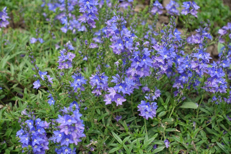 Prostrate Speedwell or Rock Speedwell - Veronica Prostrata Stock Photo ...